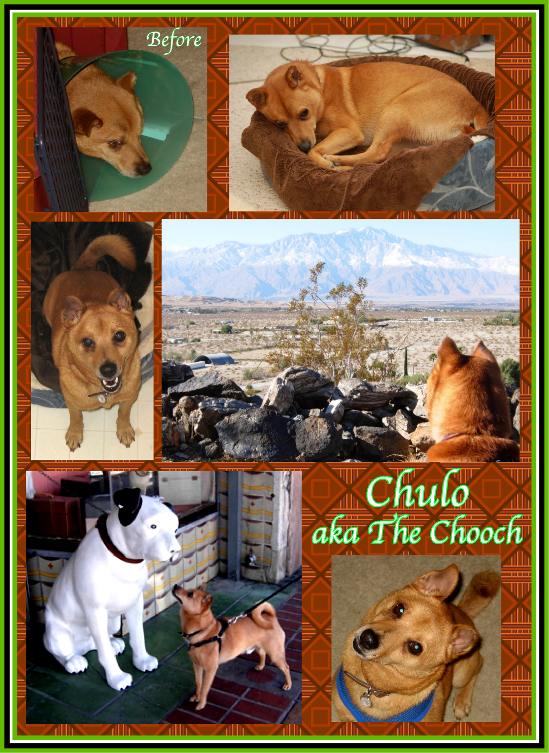 Meet Chulo aka The Chooch - Southern California Shiba Inu Rescue Inc ...