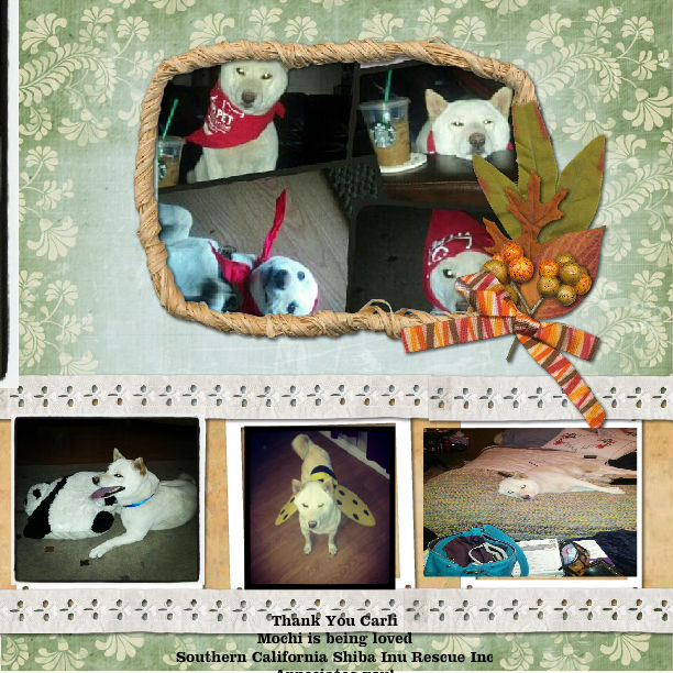 Moshi - Southern California Shiba Inu Rescue Inc. & Friends By ...