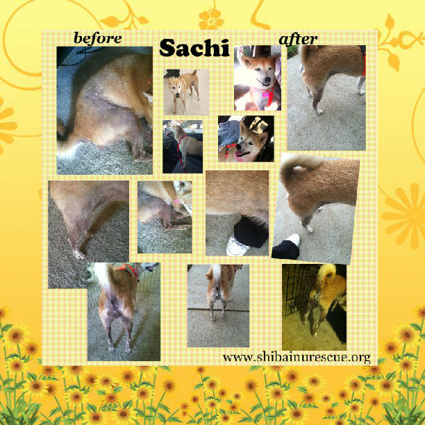 Sachi collage 11-9-2014 2 - Southern California Shiba Inu Rescue Inc ...