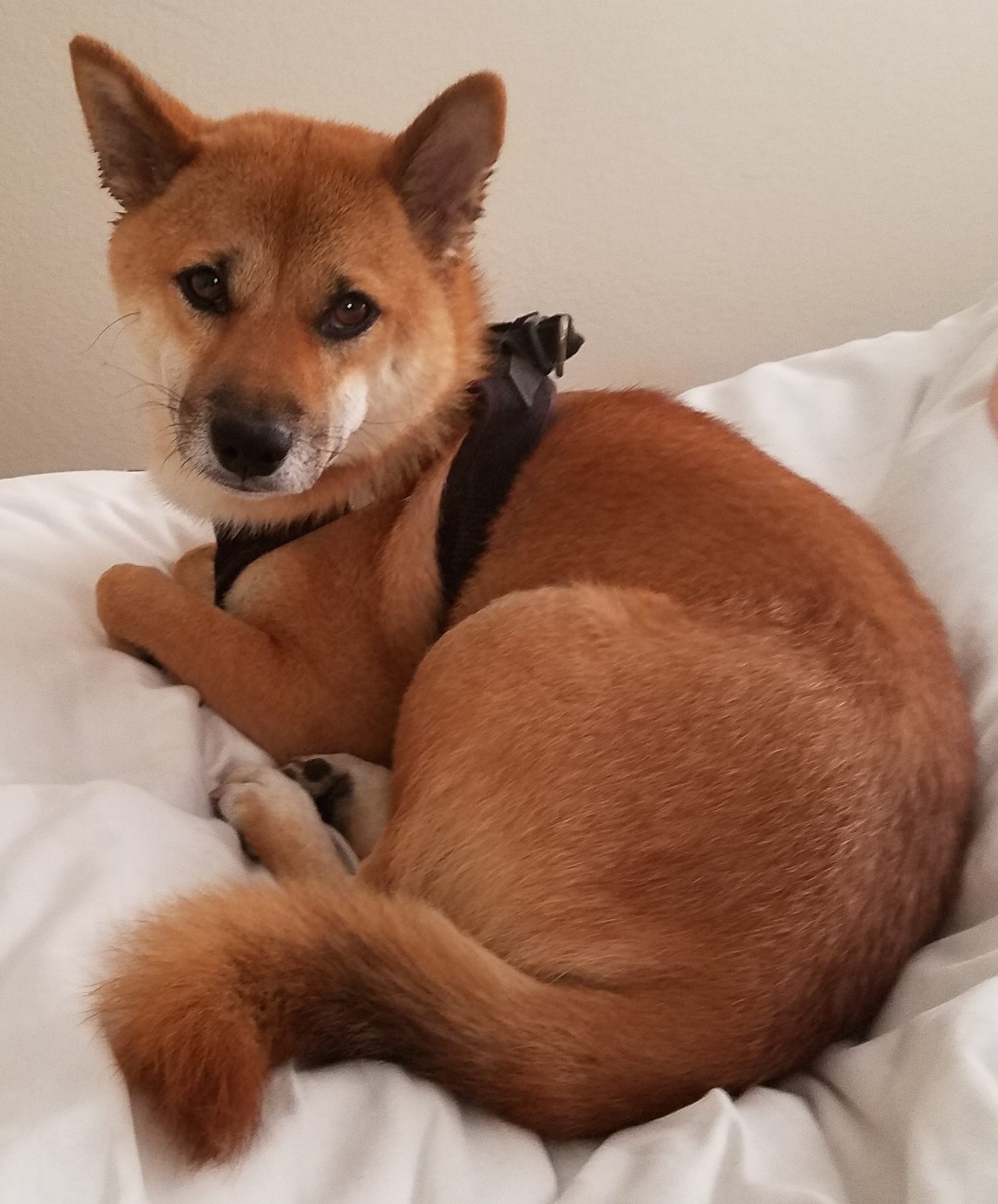 Happy Tails - Southern California Shiba Inu Rescue Inc. & Friends By ...