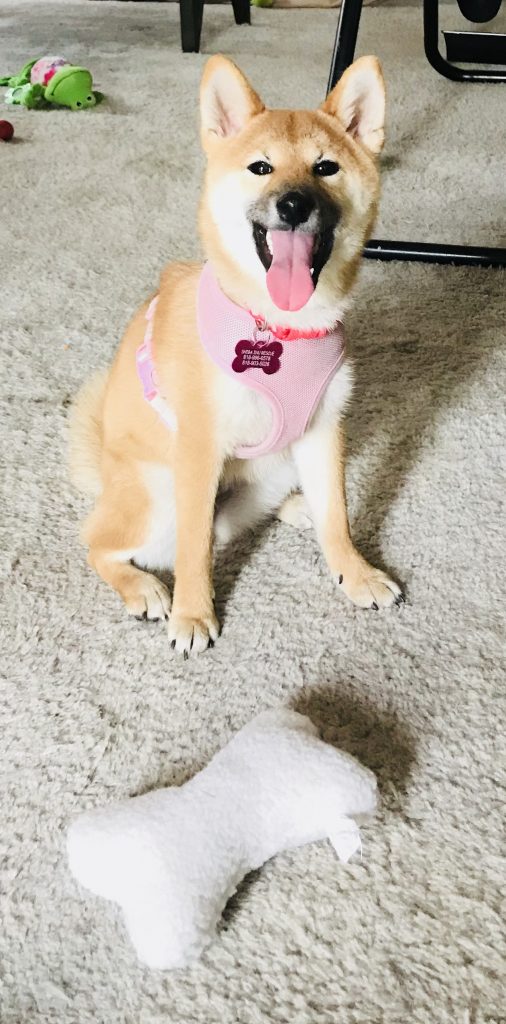 Happy Easter - Southern California Shiba Inu Rescue Inc. & Friends By ...